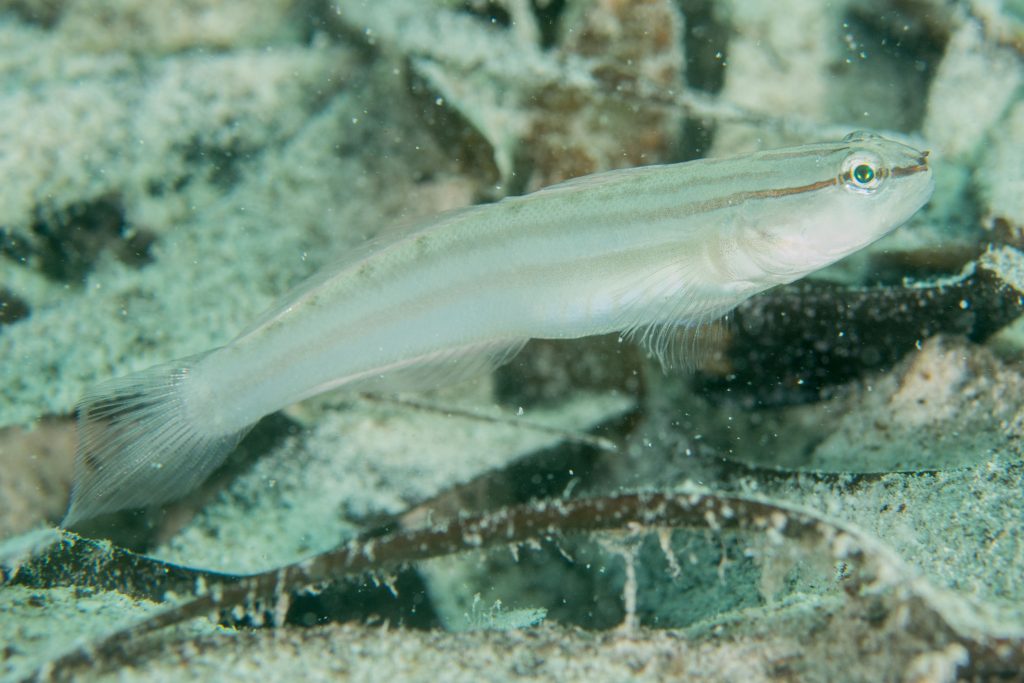 Amblygobius nocturnus - SOSF D'Arros Research Centre
