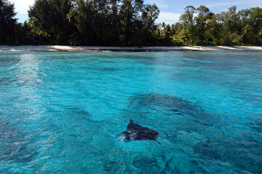 D’Arros Island and St François Atoll are vital hideaways for ...
