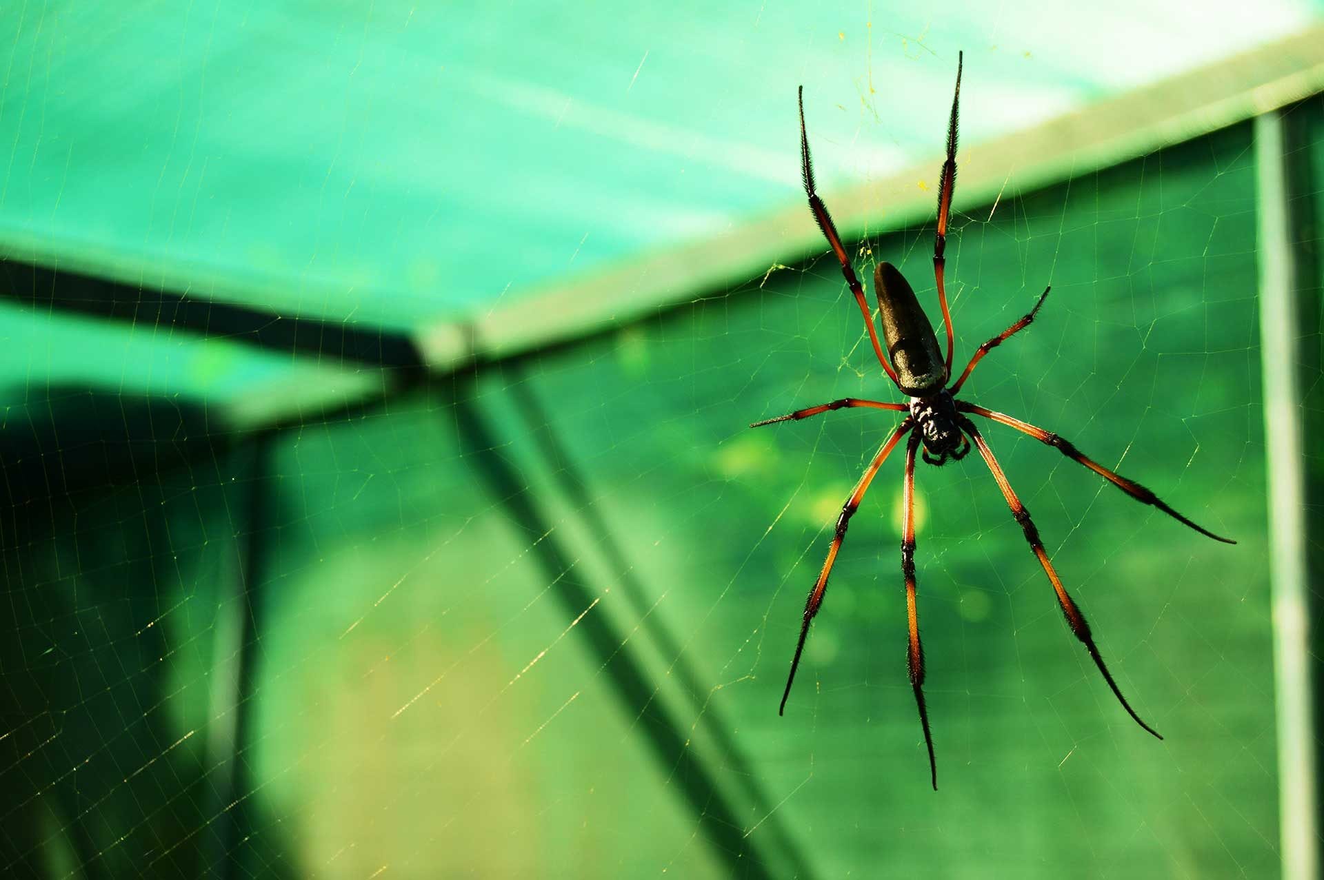 BULLOCKkerryn - land invertebrates - SOSF D'Arros Research Centre
