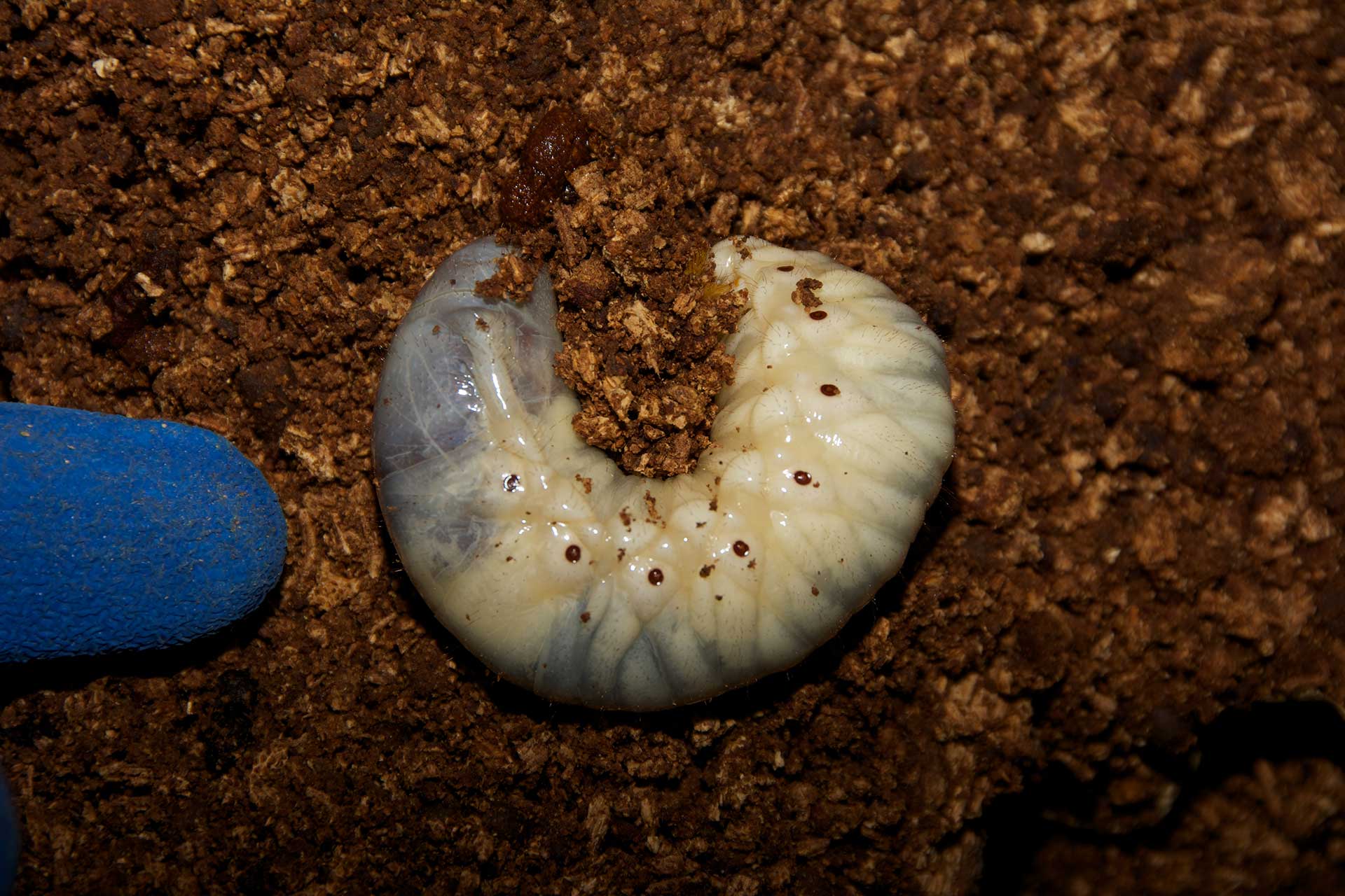BULLOCKkerryn - land invertebrates - SOSF D'Arros Research Centre