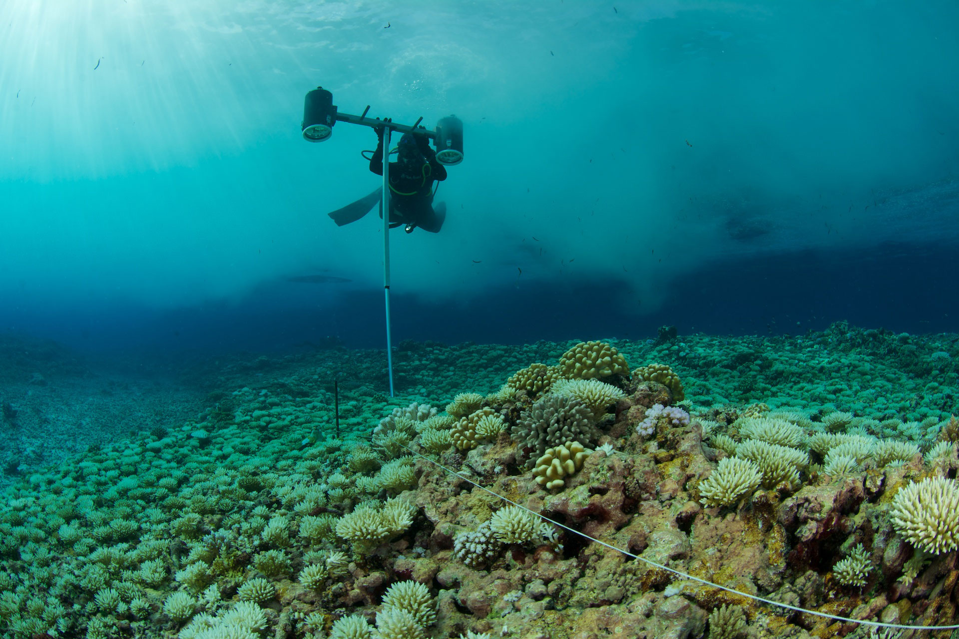 Monitor our Seas, Save Our Seas: D'Arros Research Centre