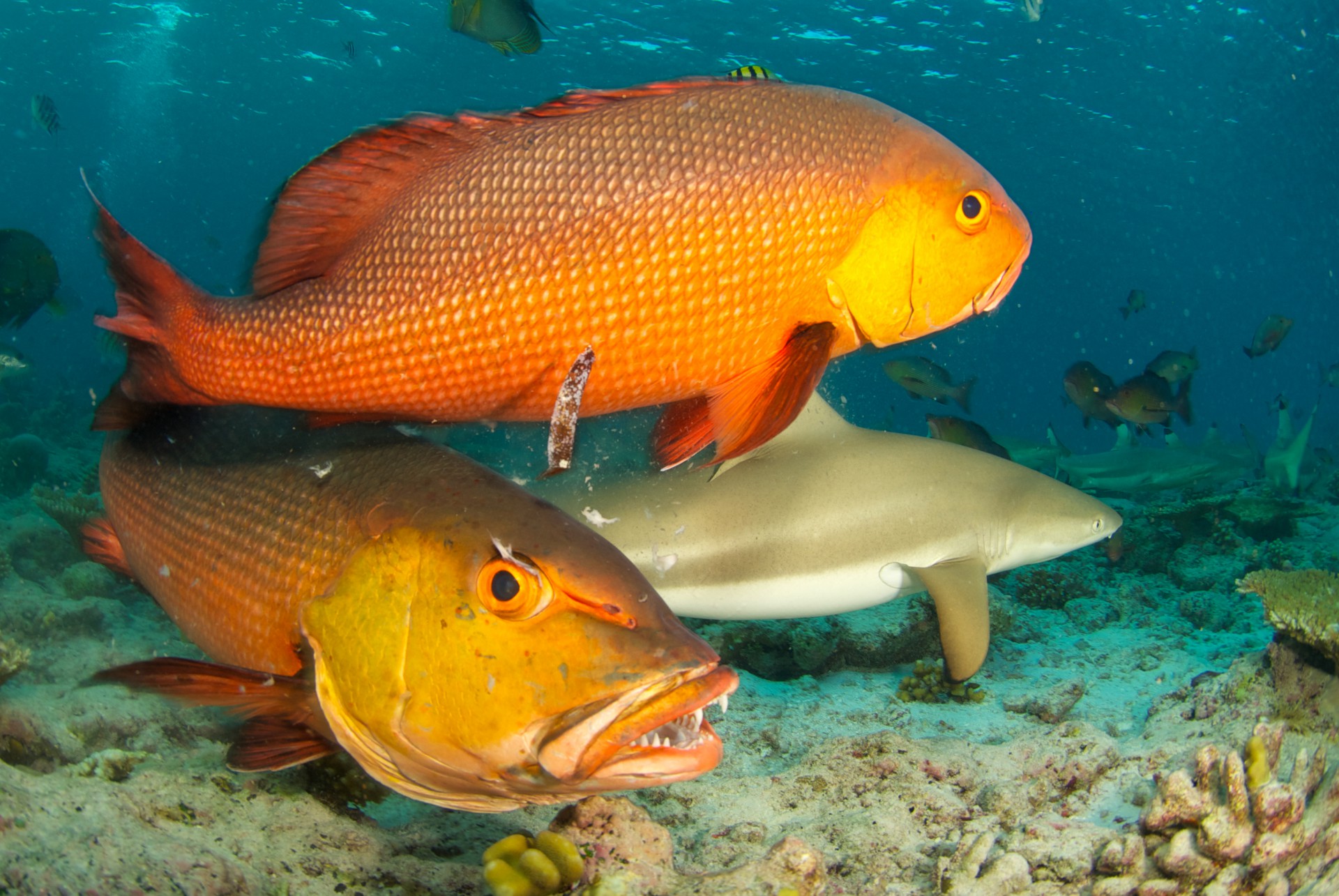 SOSF-DRC-Gallery01-Im03-CCV_4345snapper-PhotobyRainerVonBrandis©SOSF ...