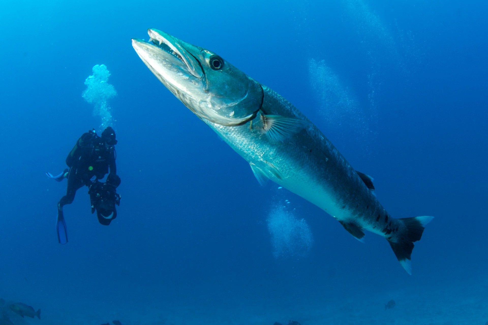 Beneath the surface - SOSF D'Arros Research Centre