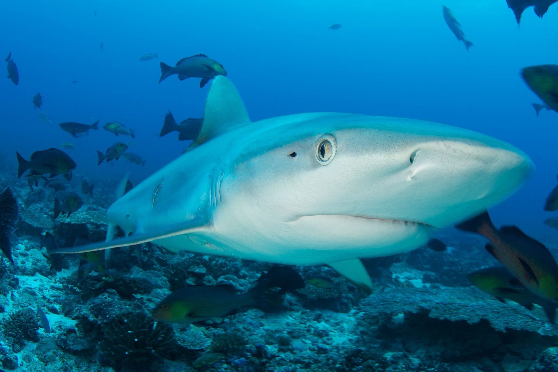 Beneath the surface - SOSF D'Arros Research Centre