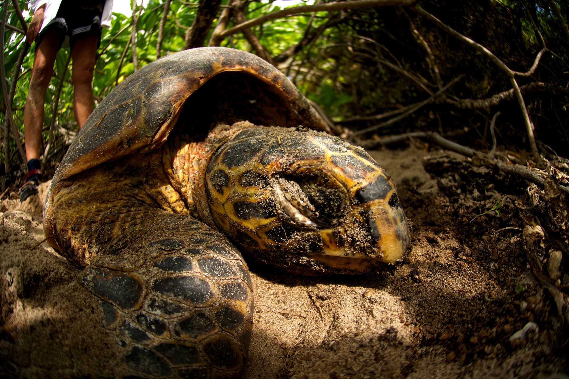 Falling in love with sea turtles - SOSF D'Arros Research Centre