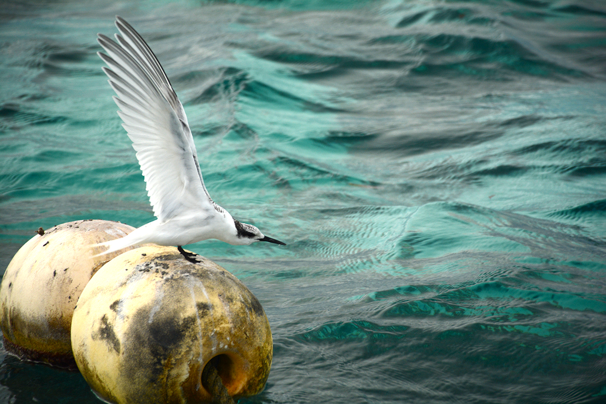 On the shores and in the air - SOSF D'Arros Research Centre