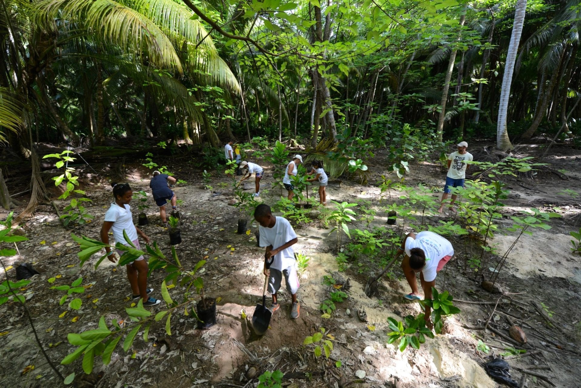 Ecosystem rehabilitation - SOSF D'Arros Research Centre