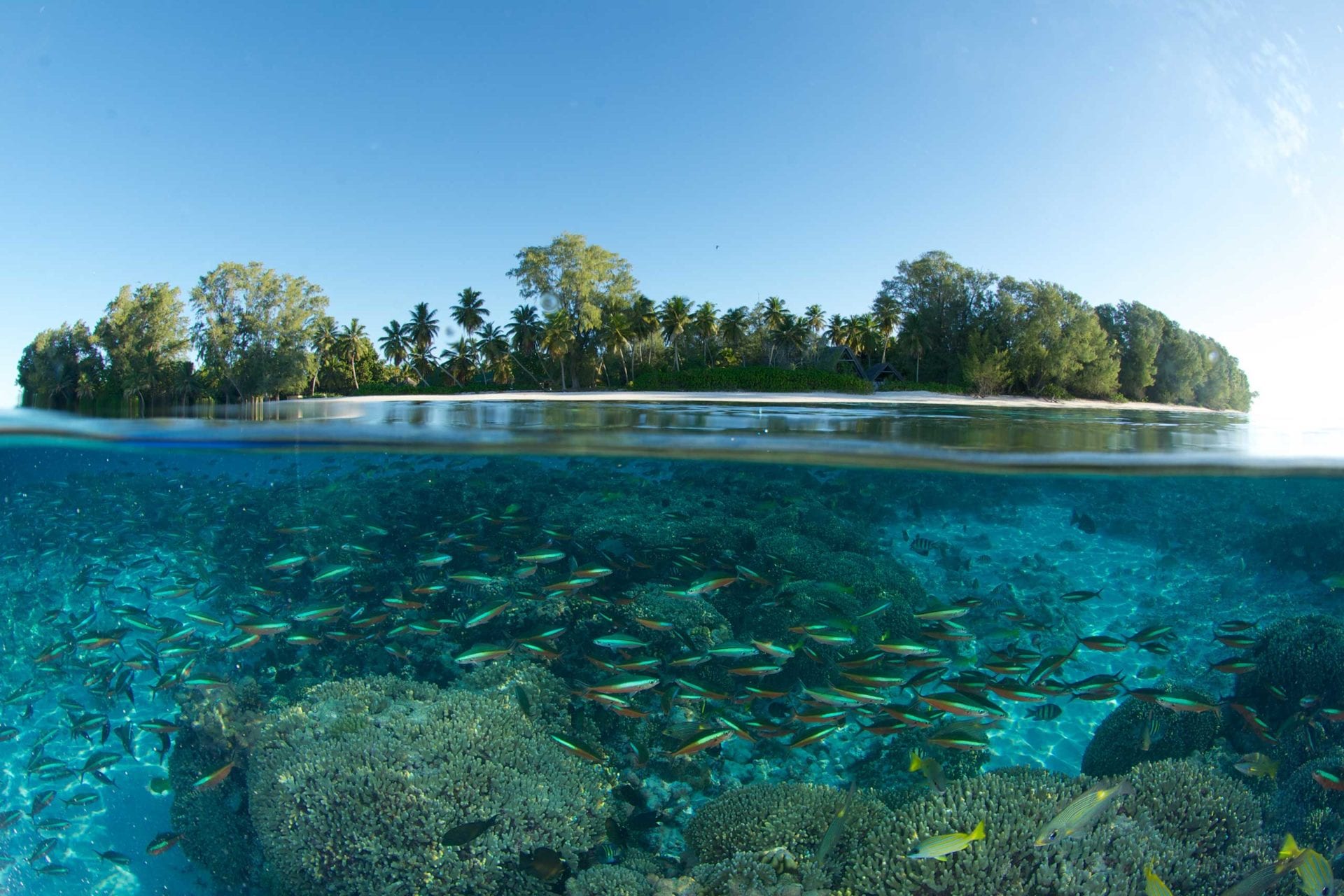 SOSF-DRC-RVB_8870-PhotobyRainerVonBrandis©SOSF - SOSF D'Arros Research ...