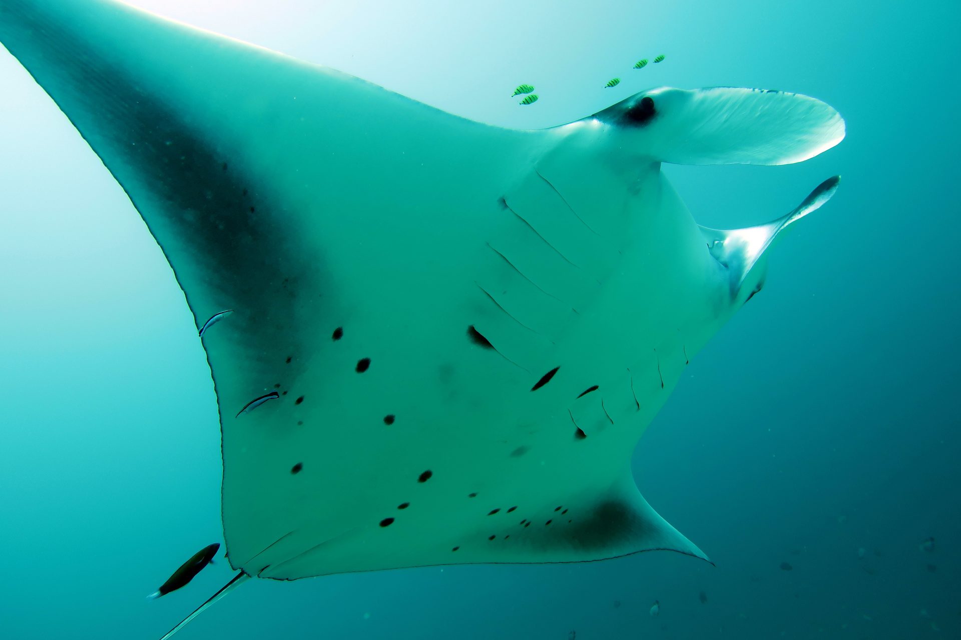 May every day be a Manta-Day - SOSF D'Arros Research Centre