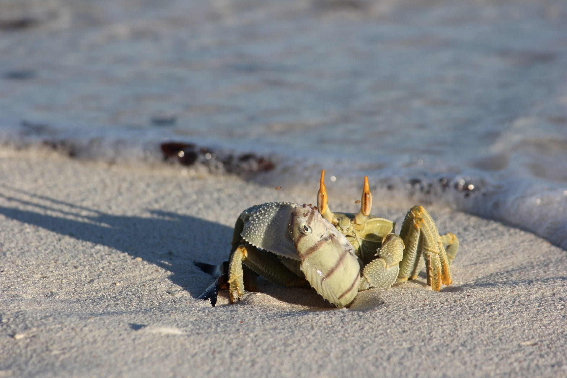 Predation in Paradise - SOSF D'Arros Research Centre