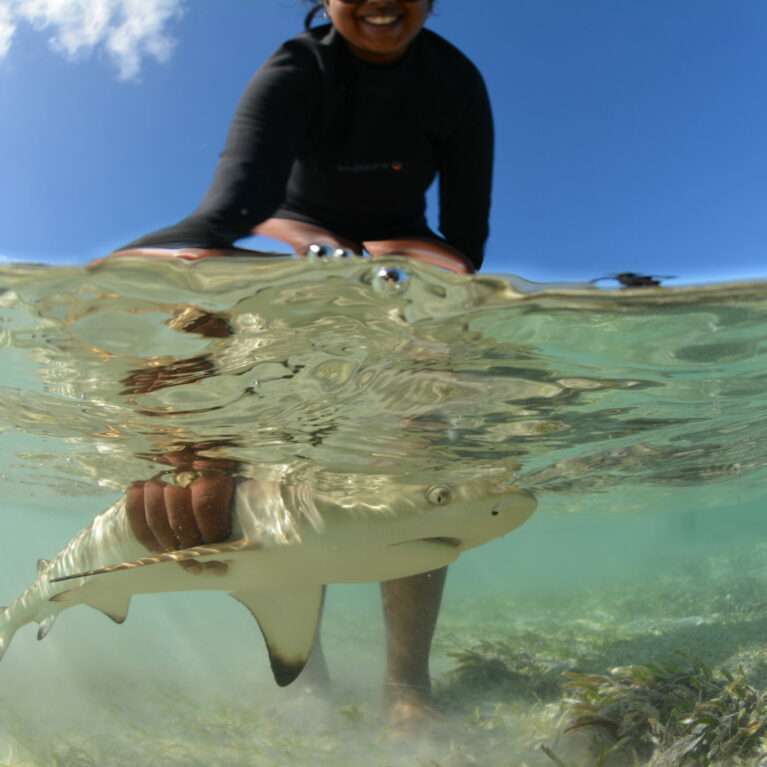 Checking on juvenile sharks - what can body condition tell us? - SOSF D ...
