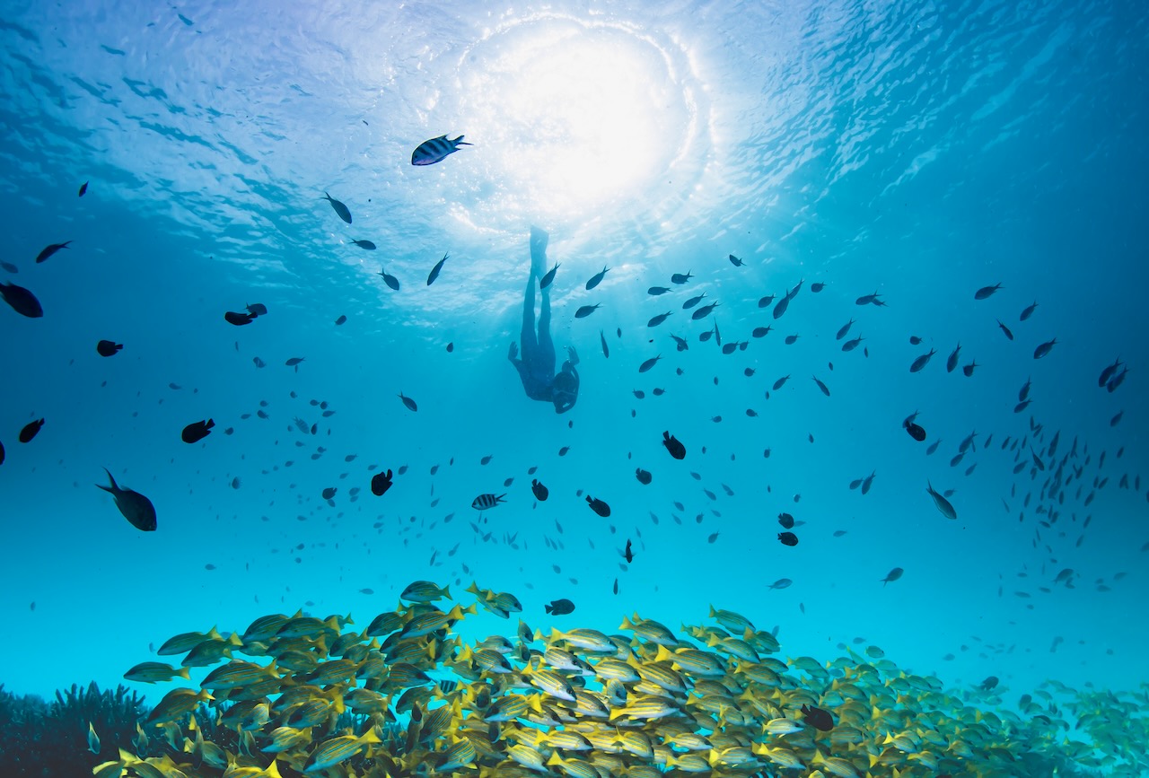 Discover why D'Arros and St Joseph are so important for threatened ...