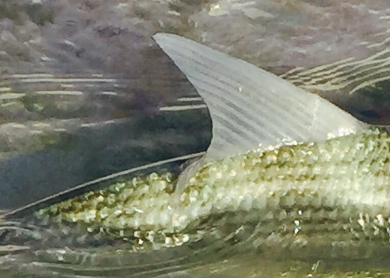 Fishes of St Joseph: where, when & why? - SOSF D'Arros Research Centre