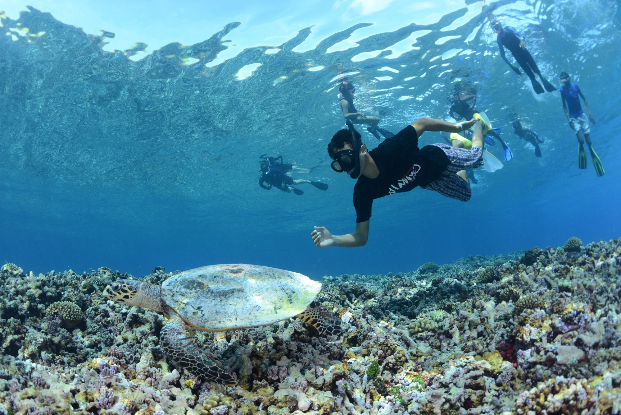 Win the marine experience of a lifetime! - SOSF D'Arros Research Centre