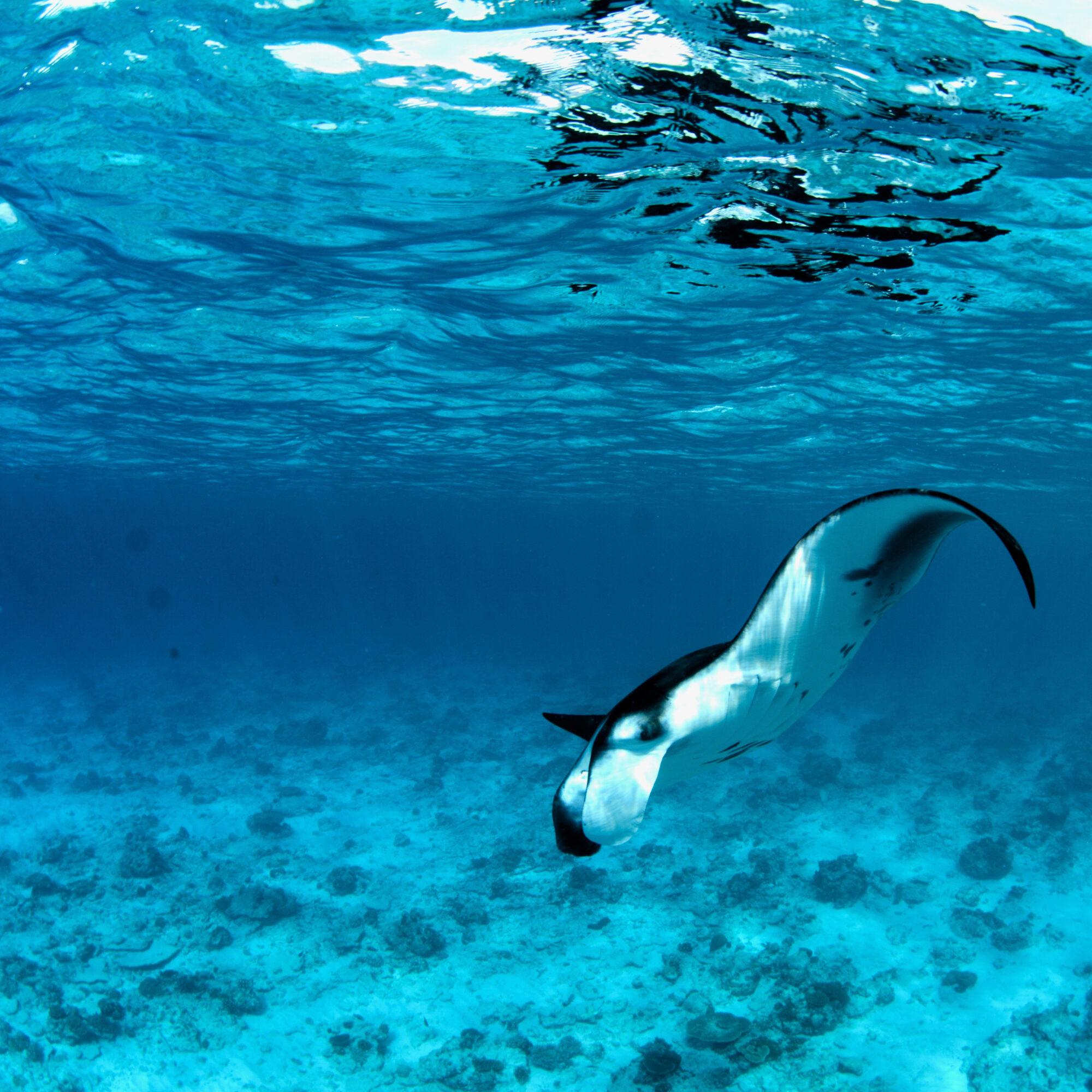 Seychelles leads the way in the protection of sharks and rays - SOSF D ...