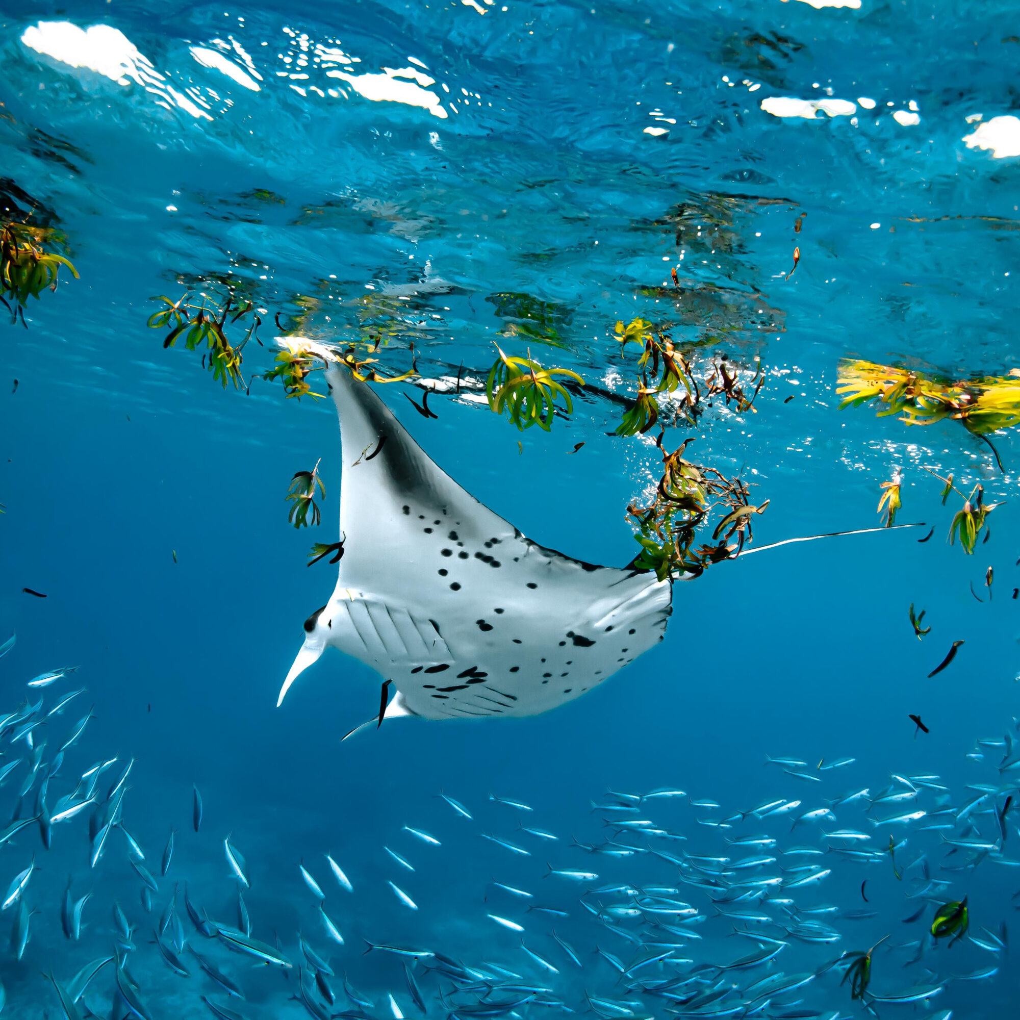 Plankton du jour: D’Arros Island keeps reef manta rays well fed all ...