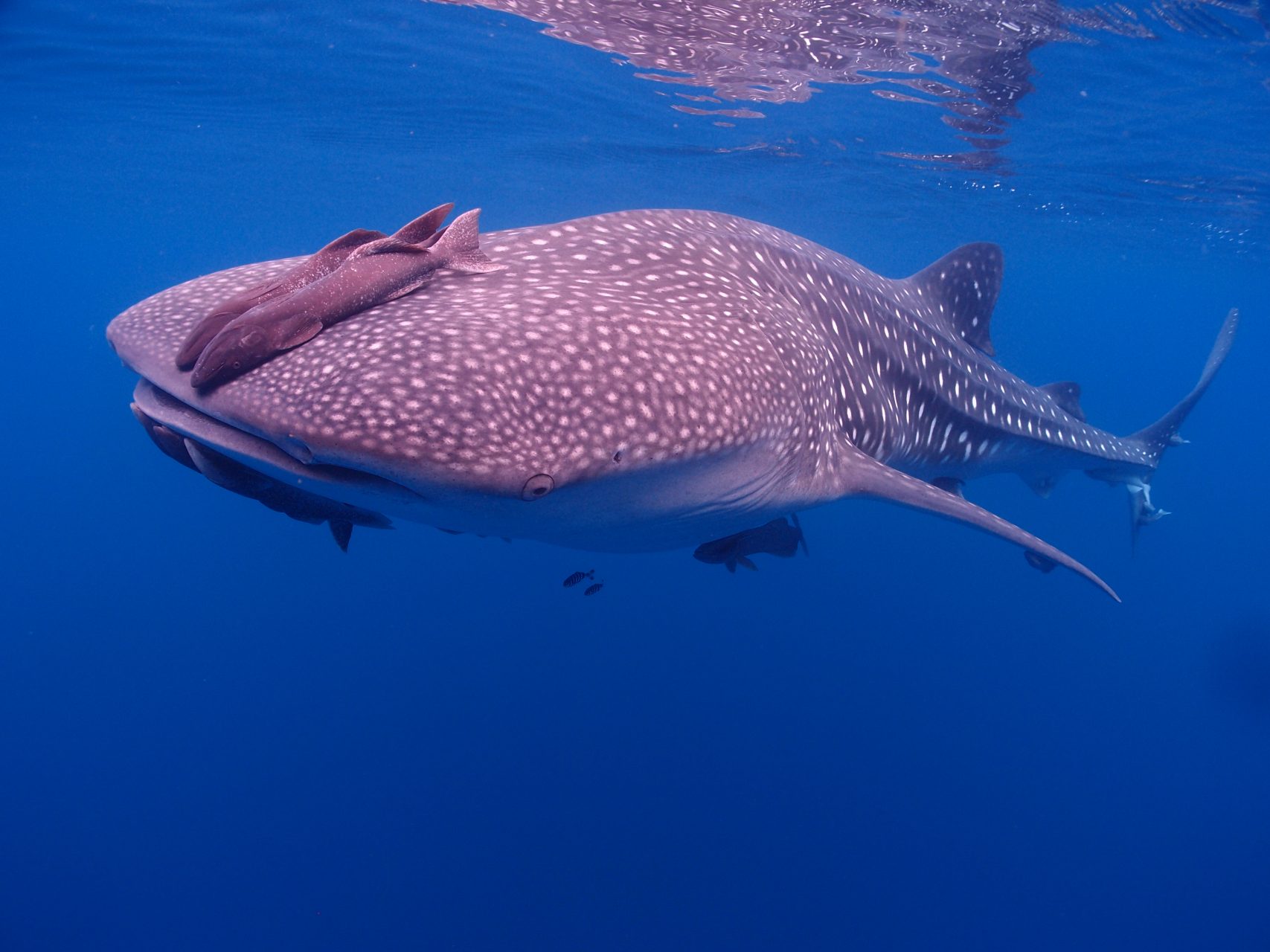 Whale shark by Deni Ramirez | © Save Our Seas Foundation - SOSF Shark ...