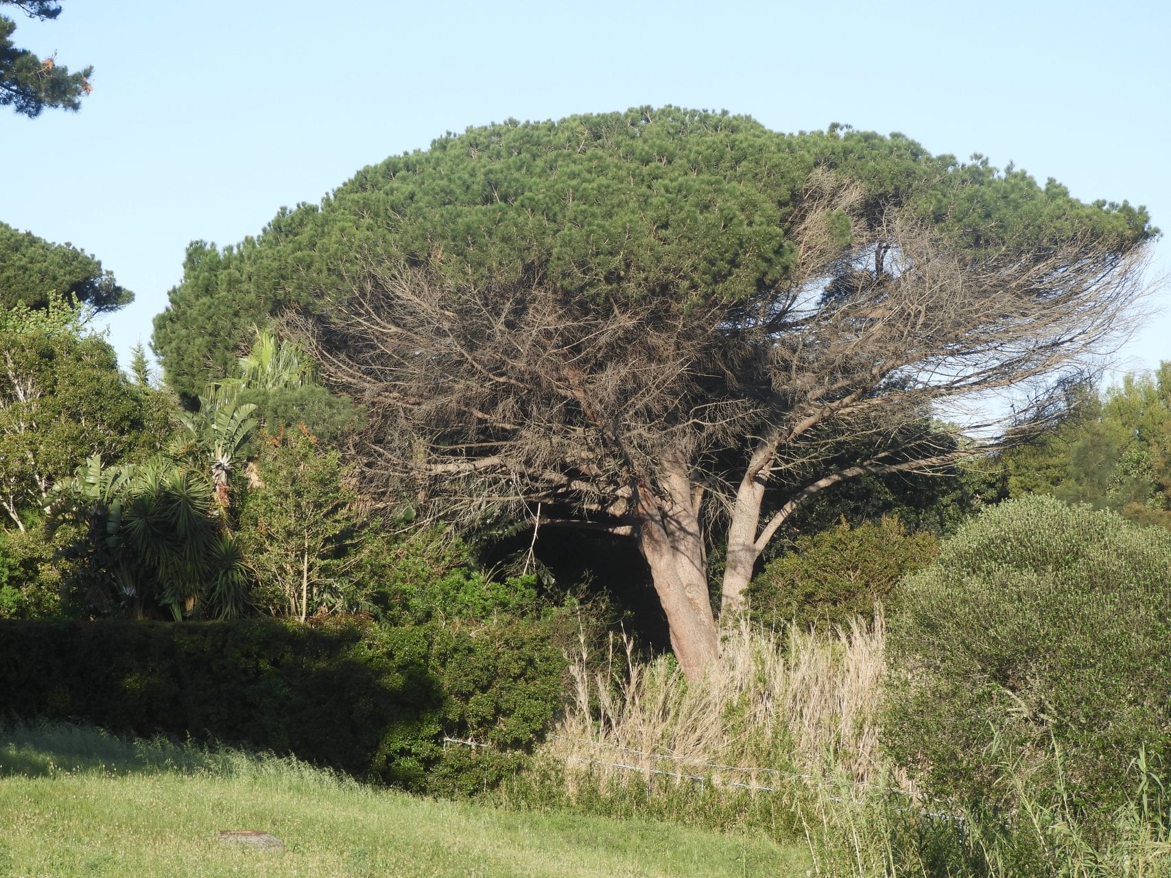 Underwater Forests - SOSF Shark Education Centre