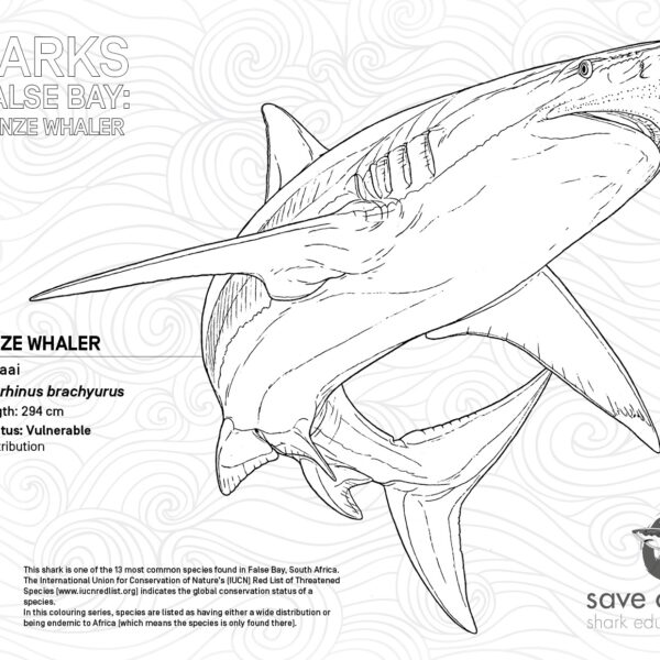 Colouring Sheets - SOSF Shark Education Centre
