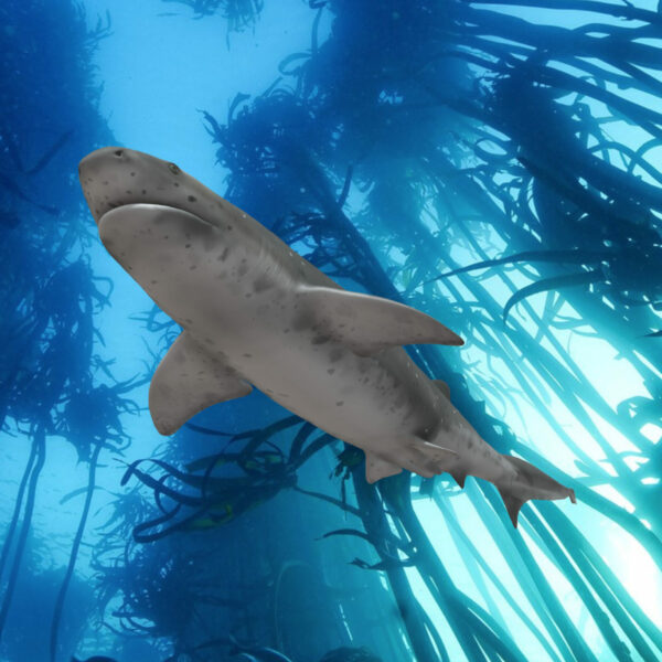 Shark Animations - SOSF Shark Education Centre