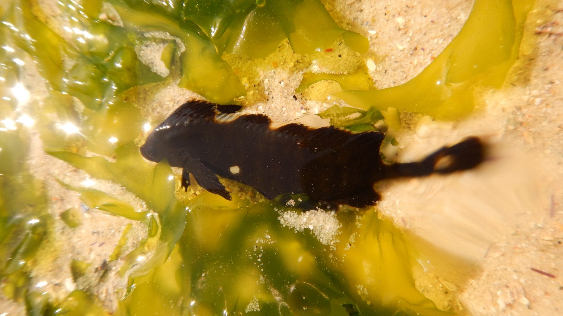 Top 10 rock-pool finds - SOSF Shark Education Centre