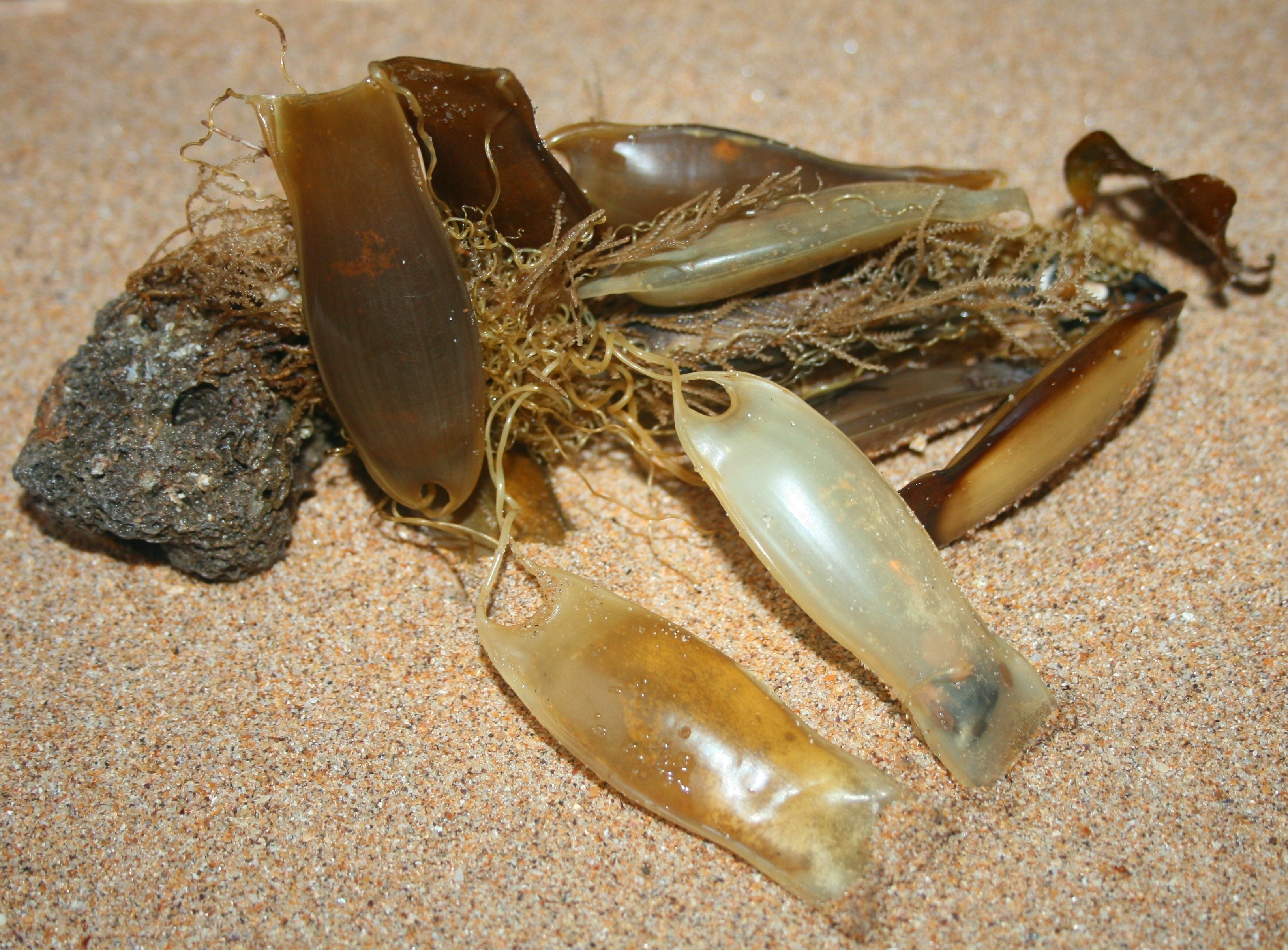 Shark Eggs Shark Eggs