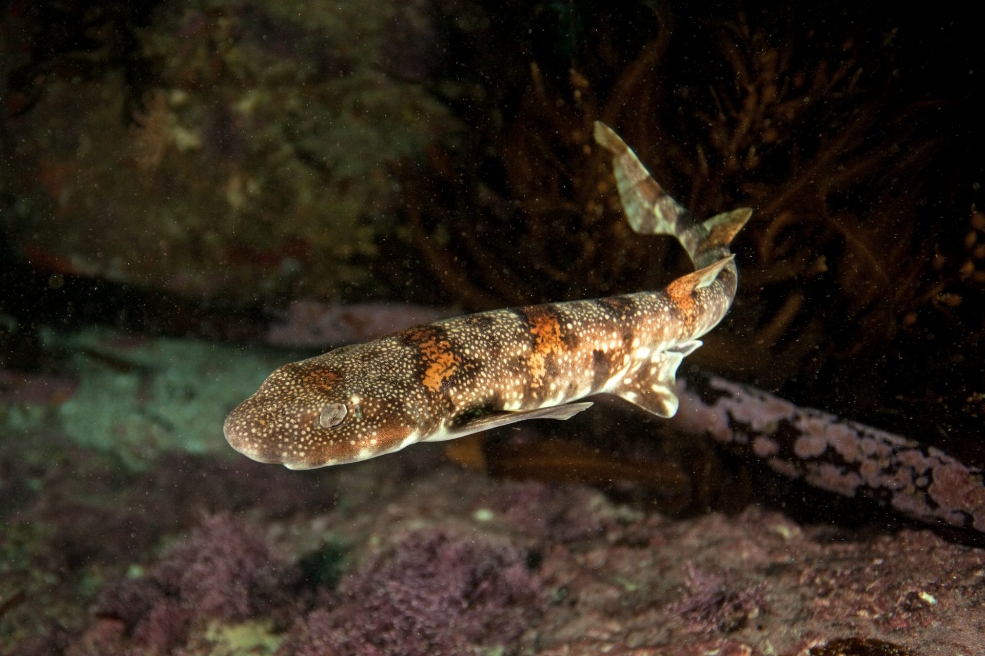 Questions from the curious minds of children, answered - SOSF Shark ...