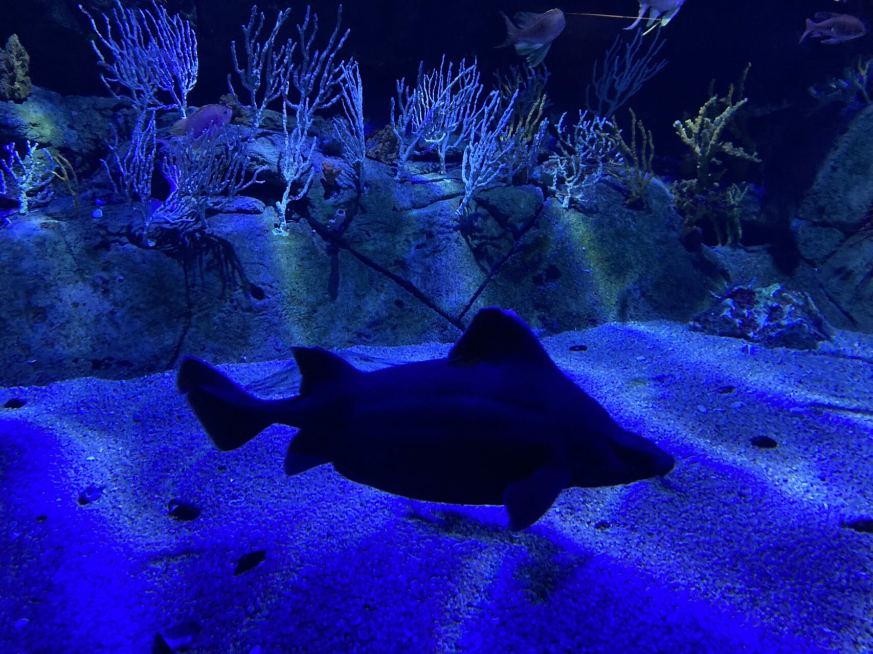 Sharks International 2022 - SOSF Shark Education Centre