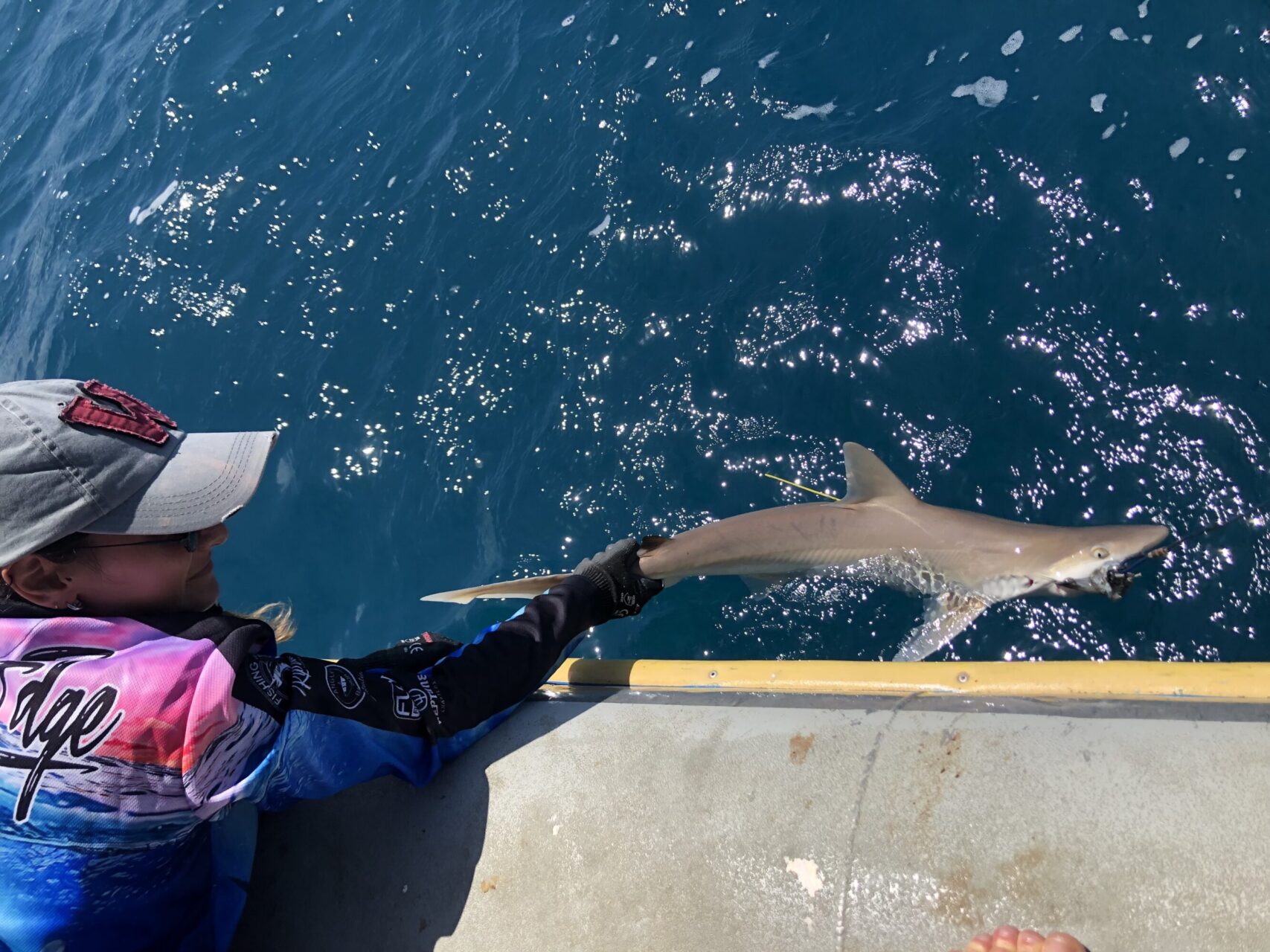Tagging and Tracking: How We Study Sharks Without Harming Them - SOSF ...