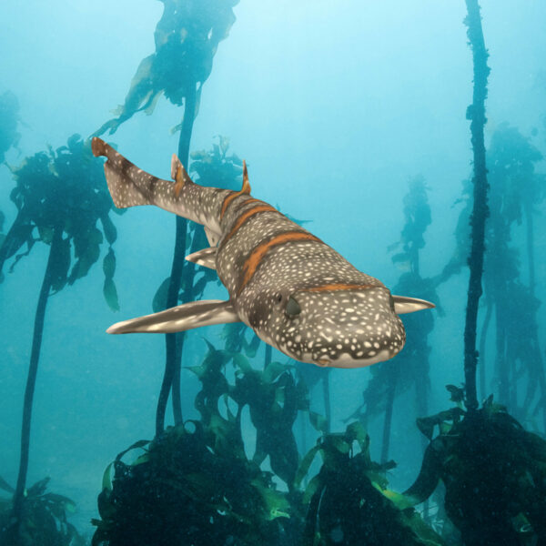 Shark Animations - SOSF Shark Education Centre