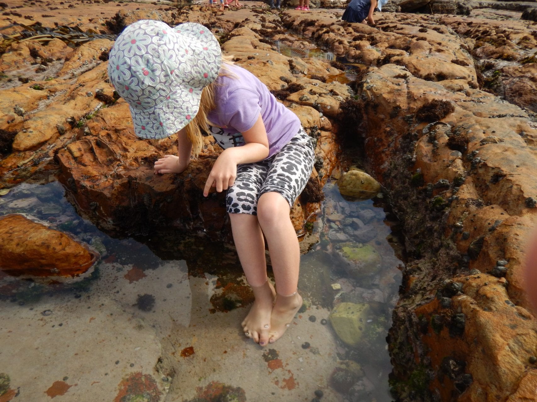 Rockpooling - SOSF Shark Education Centre