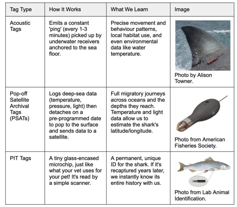 Tagging and Tracking: How We Study Sharks Without Harming Them - SOSF ...