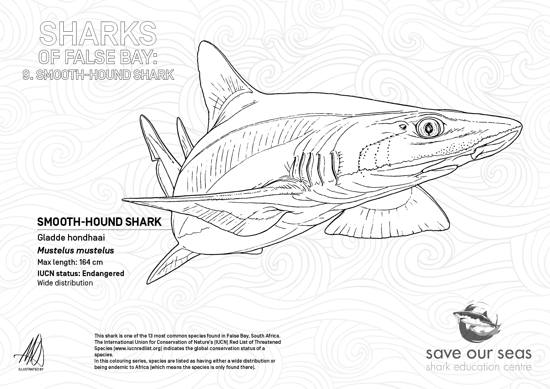 Smooth-hound shark - SOSF Shark Education Centre