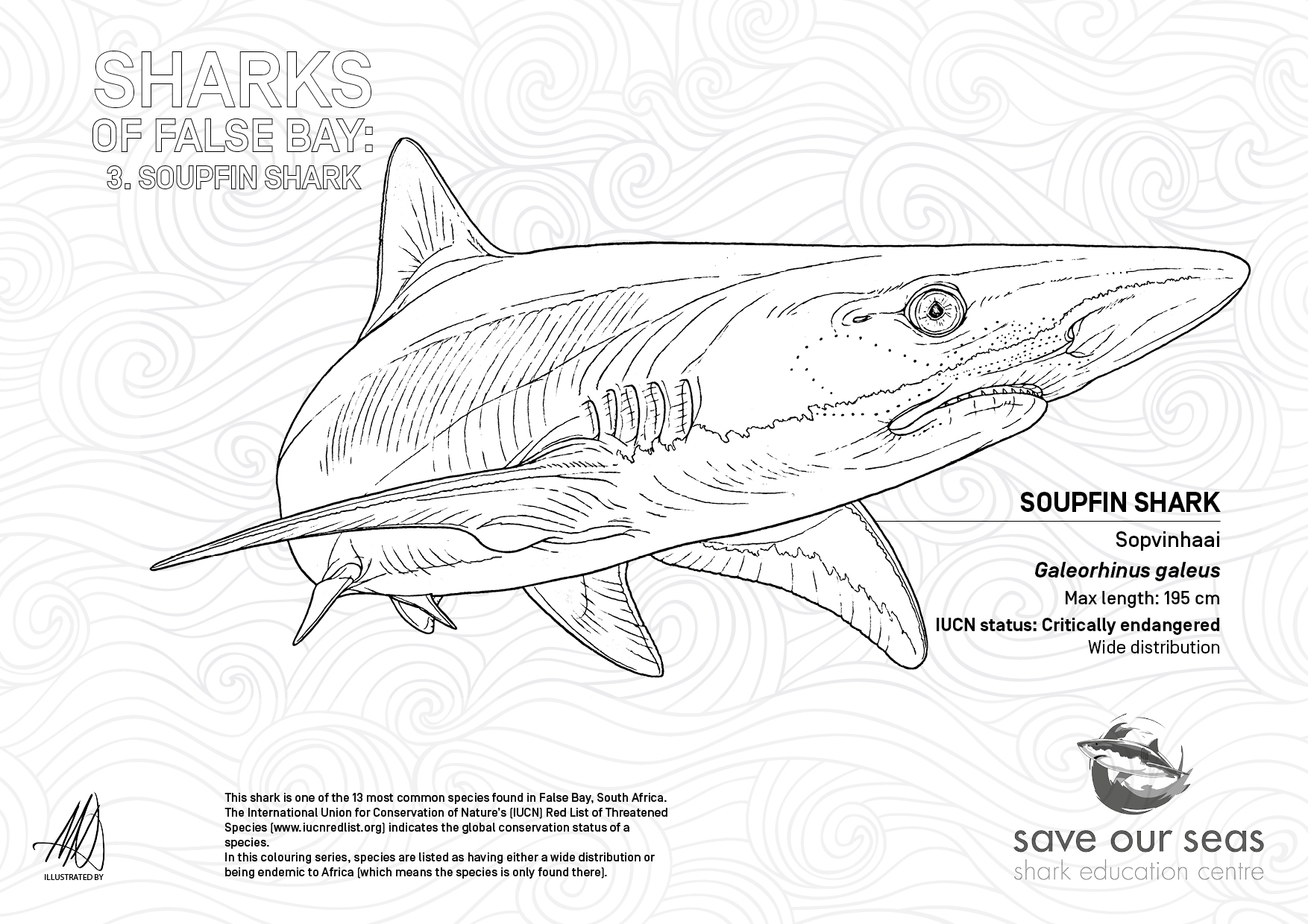 Soupfin shark - SOSF Shark Education Centre