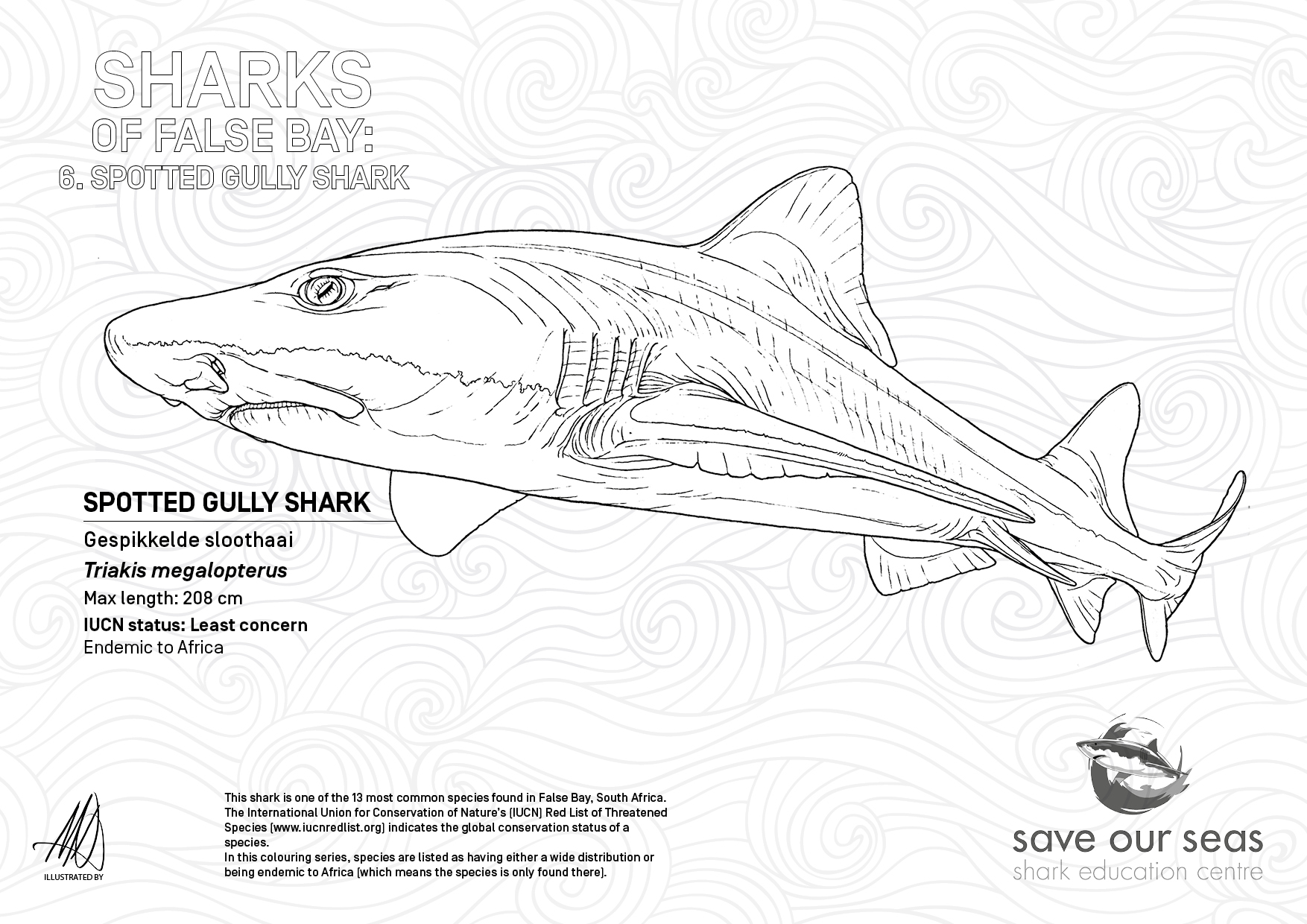 Spotted gully shark - SOSF Shark Education Centre
