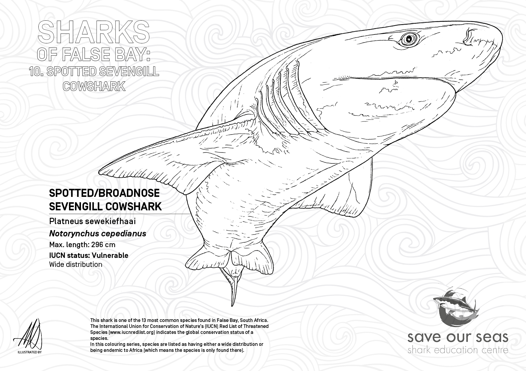 Spotted sevengill cowshark - SOSF Shark Education Centre