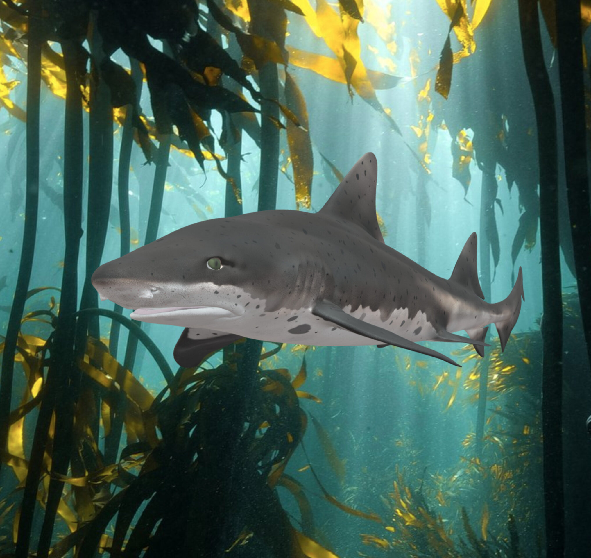 Spotted gully shark - SOSF Shark Education Centre