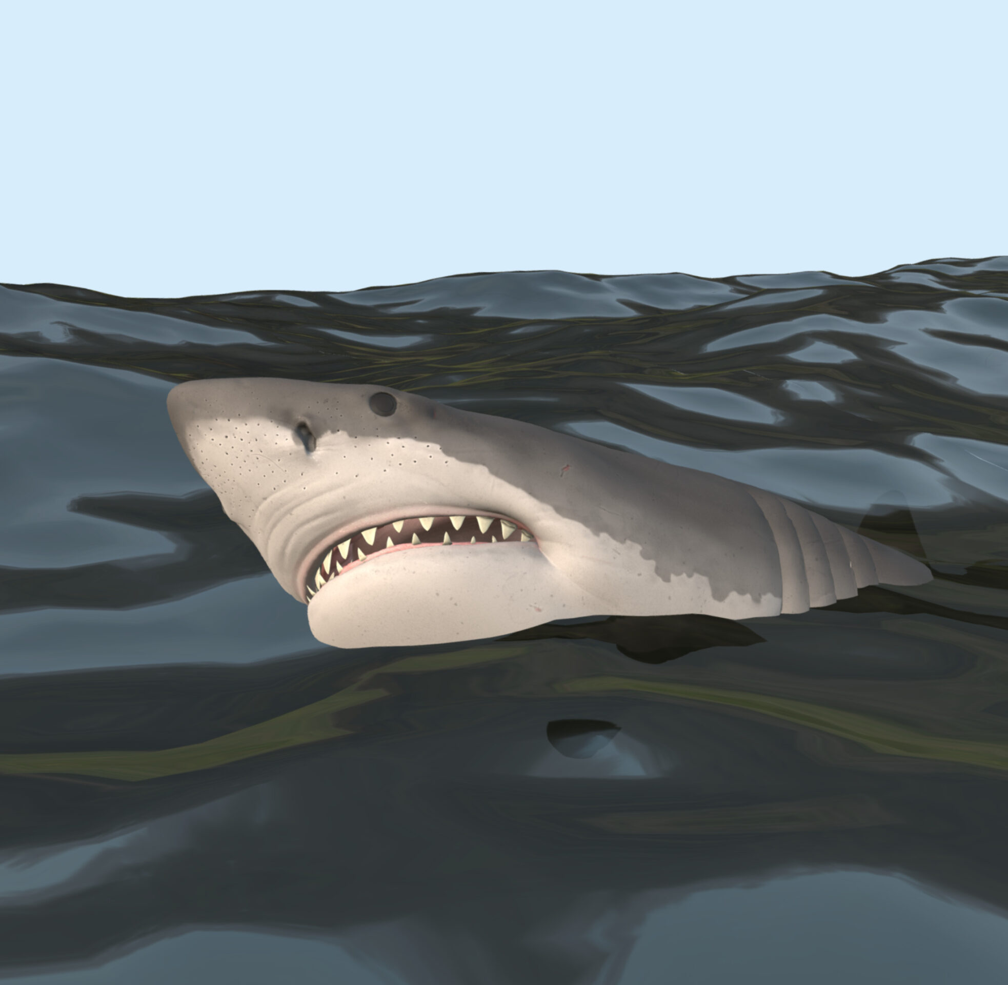 White shark (spyhopping) - SOSF Shark Education Centre