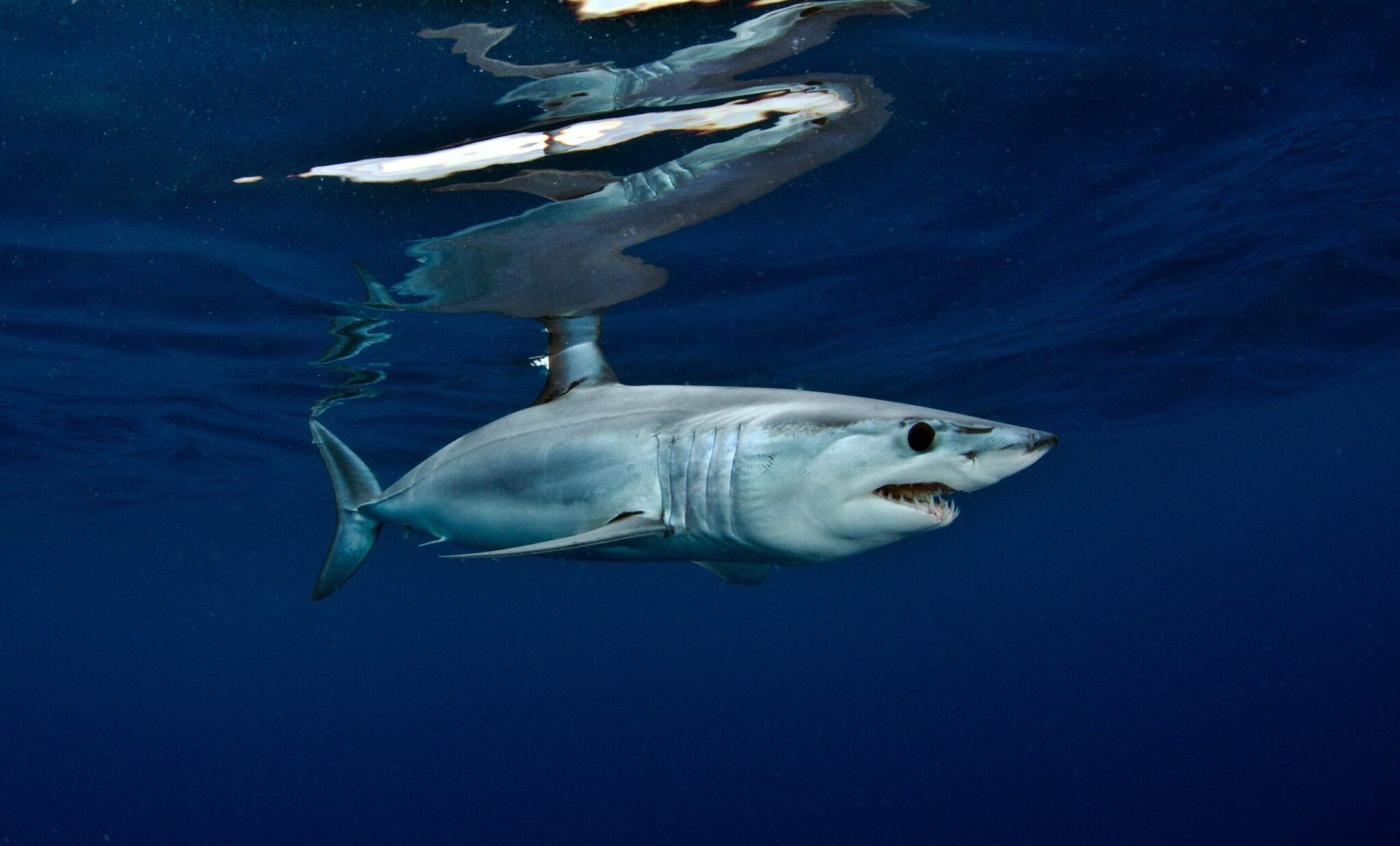 Geneticists discover a diversity lifeline for the endangered shortfin ...