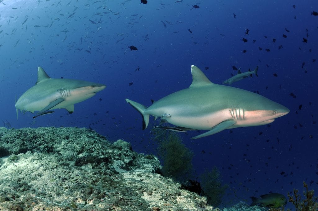The mitochondrial genome of a grey reef shark - SOSF Shark Research Center