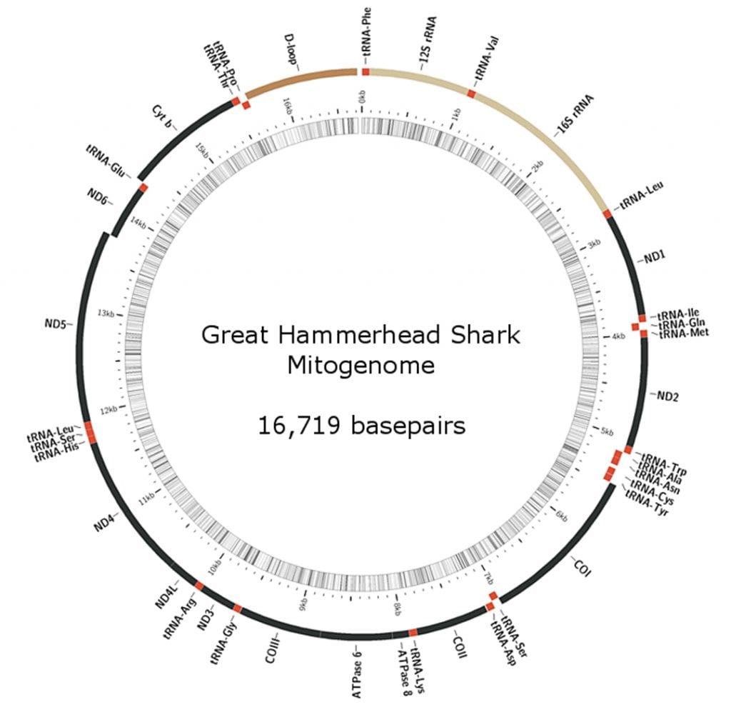 Whole mitochondrial genomes: the next frontier for great hammerhead ...