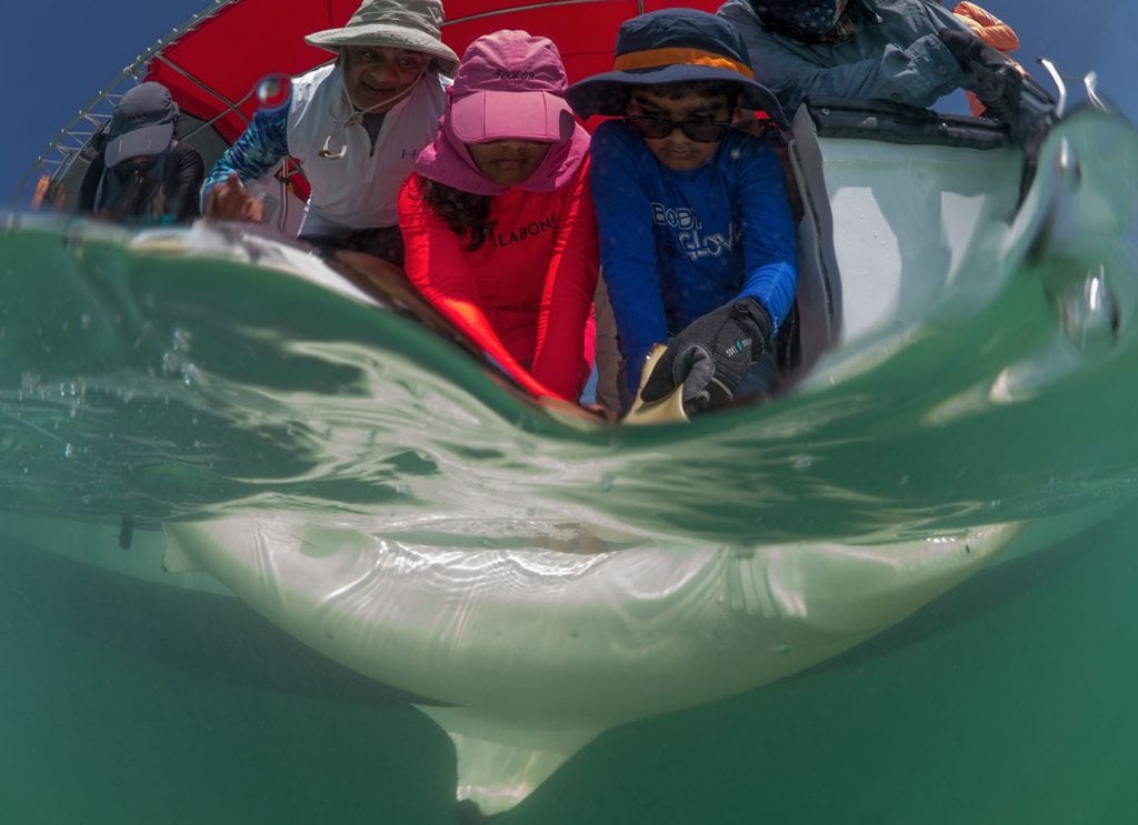 Studying the genetics of blacktip reef sharks - SOSF Shark Research Center