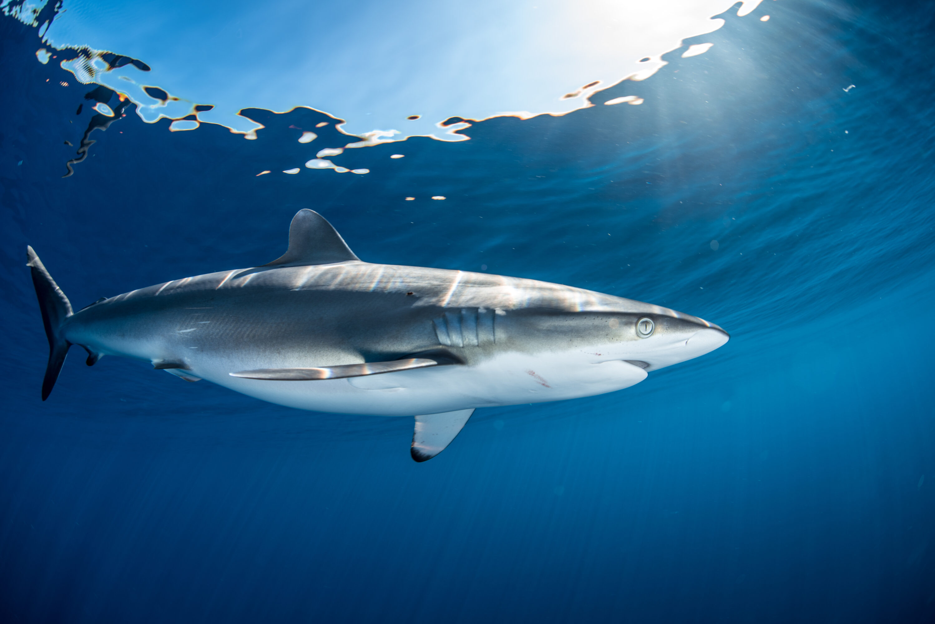 Galápagos Marine Reserve a haven for silky sharks, but overfishing ...