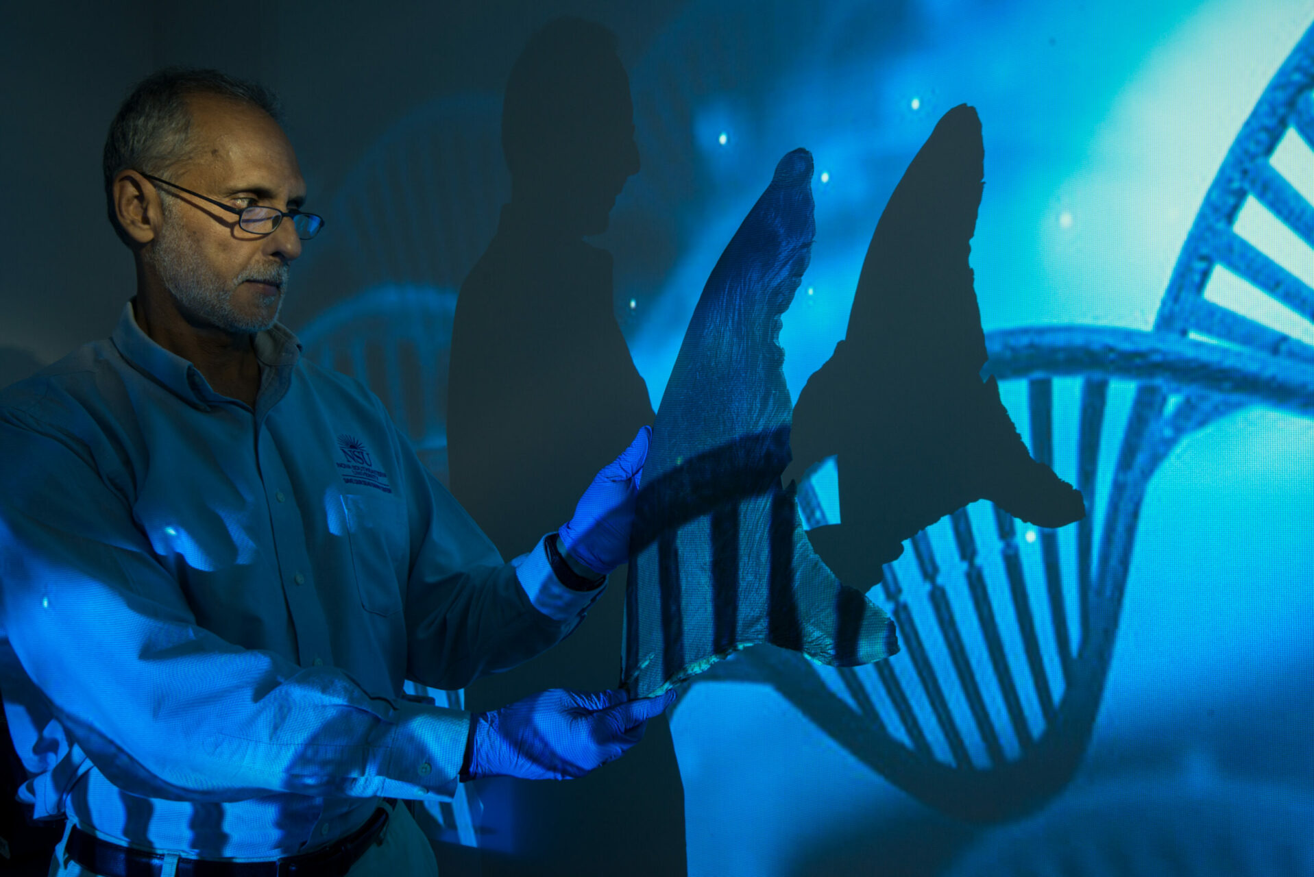 They’ve deciphered diversity in mako shark DNA and sequenced white ...
