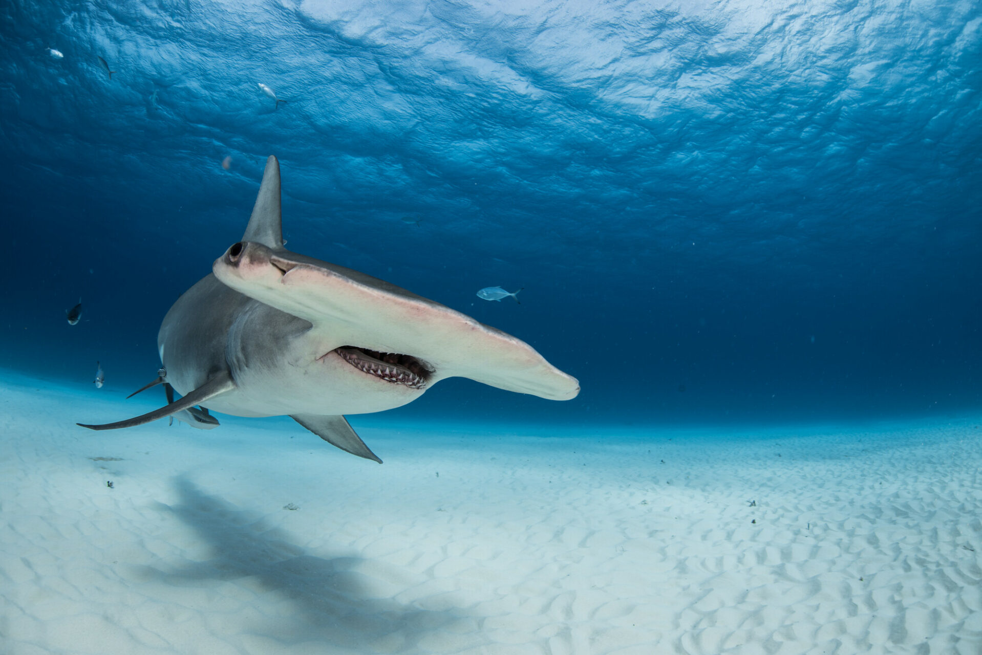 Past to Future: breakthrough as great hammerhead and shortfin mako ...