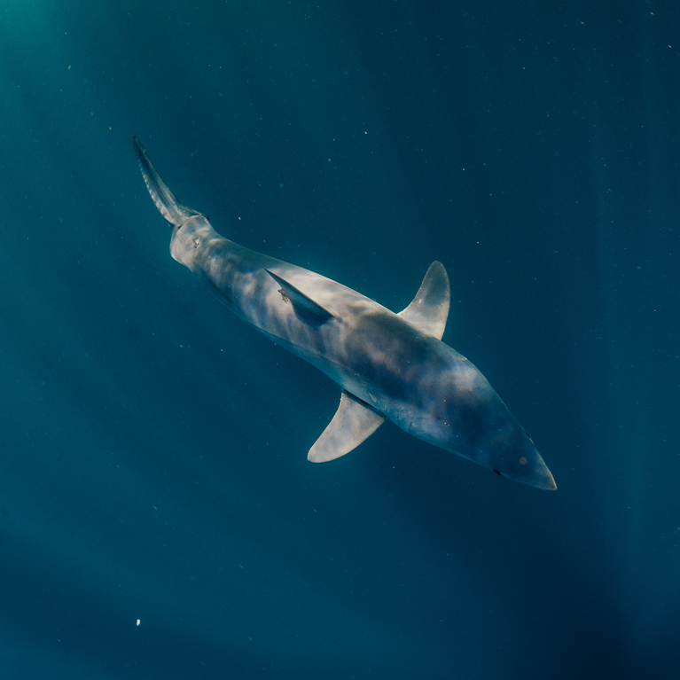 Geneticists discover a diversity lifeline for the endangered shortfin ...