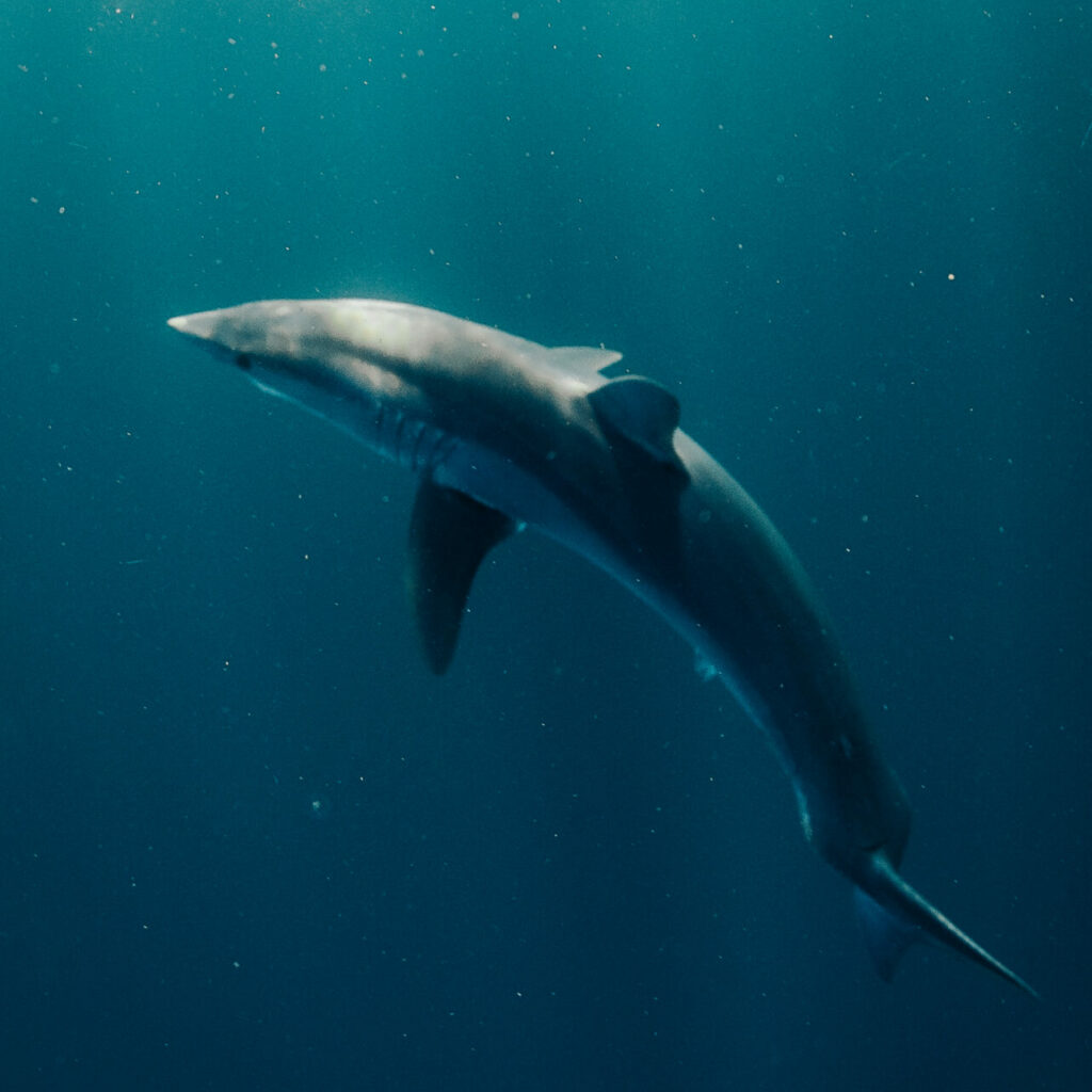 Home - SOSF Shark Research Center