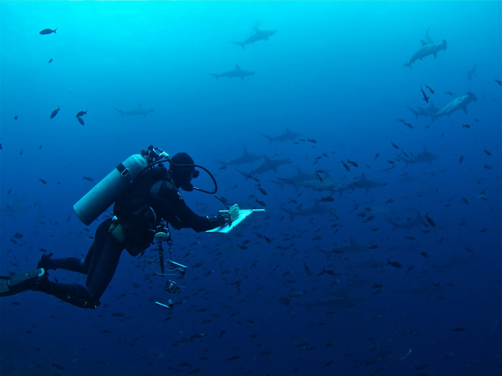 It’s all in the genes - SOSF Shark Research Center