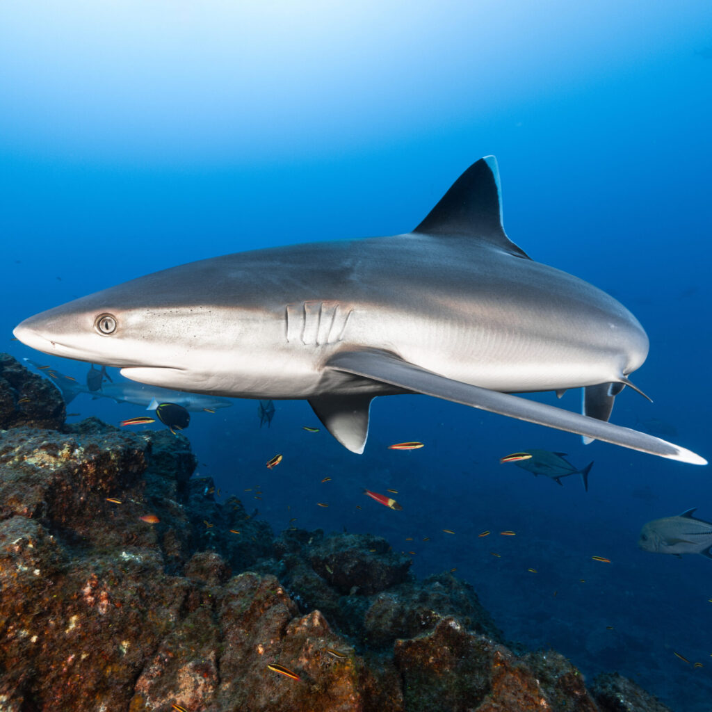 Home - SOSF Shark Research Center