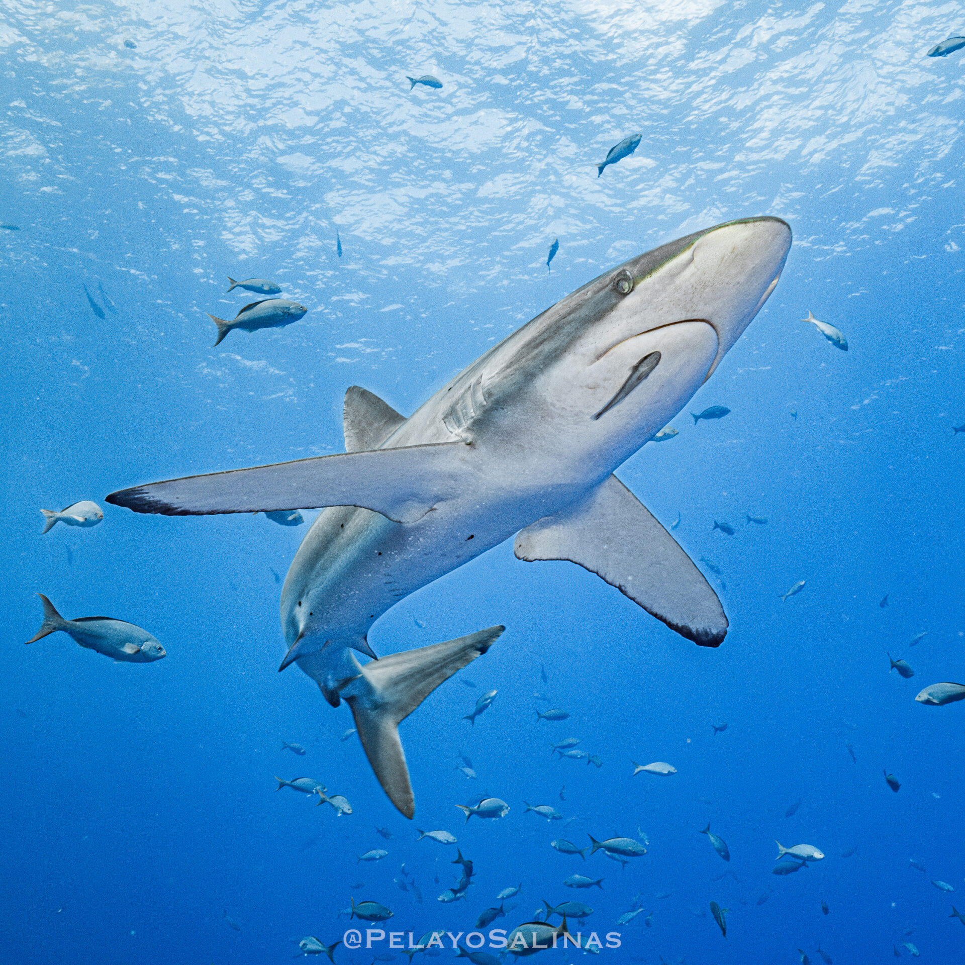 New insights into silky shark migrations - SOSF Shark Research Center